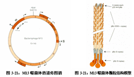 M13噬菌体_360百科