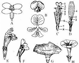蝶形花冠_360百科